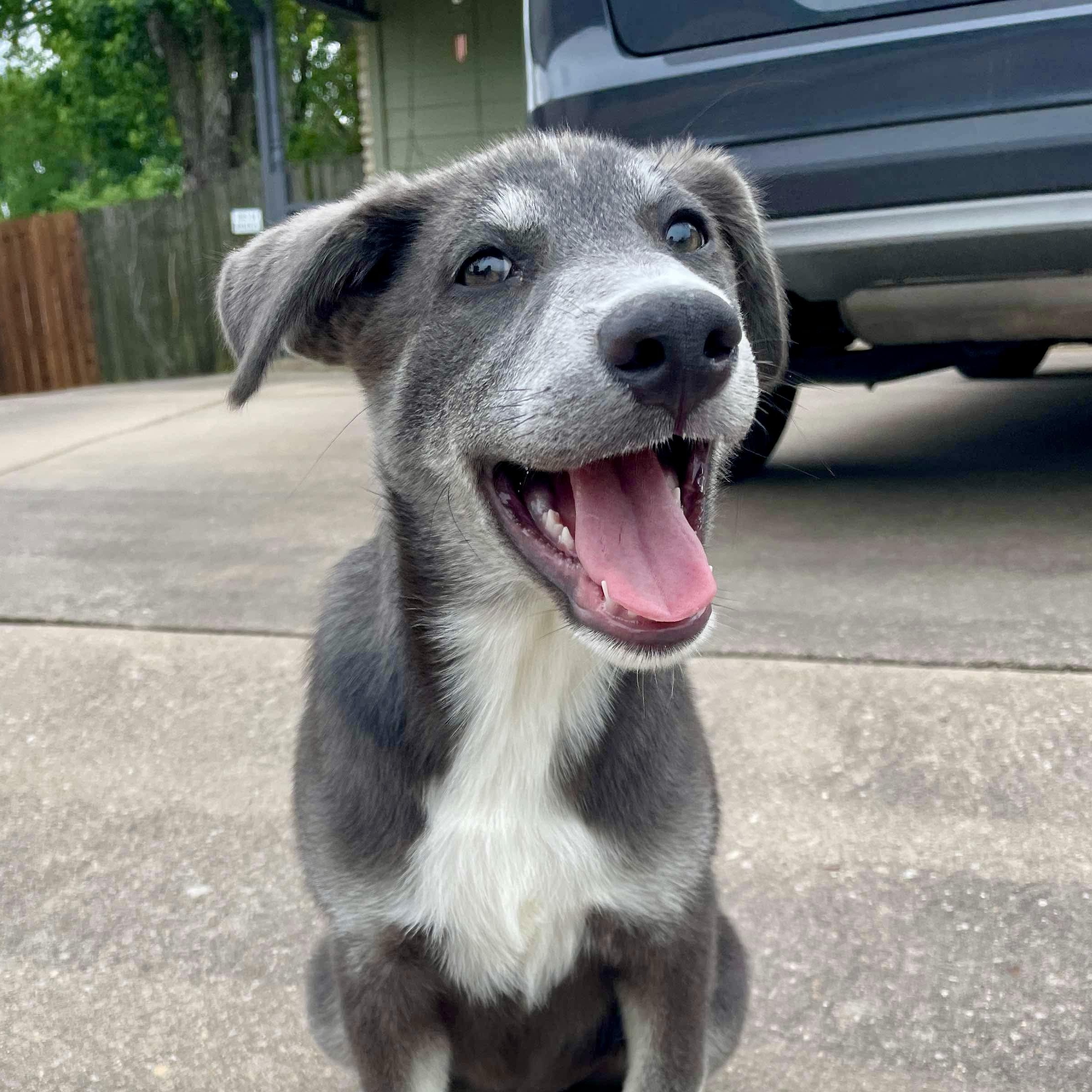 Dog for adoption - Stan, a German Shepherd Dog & Blue Lacy Mix in West ...