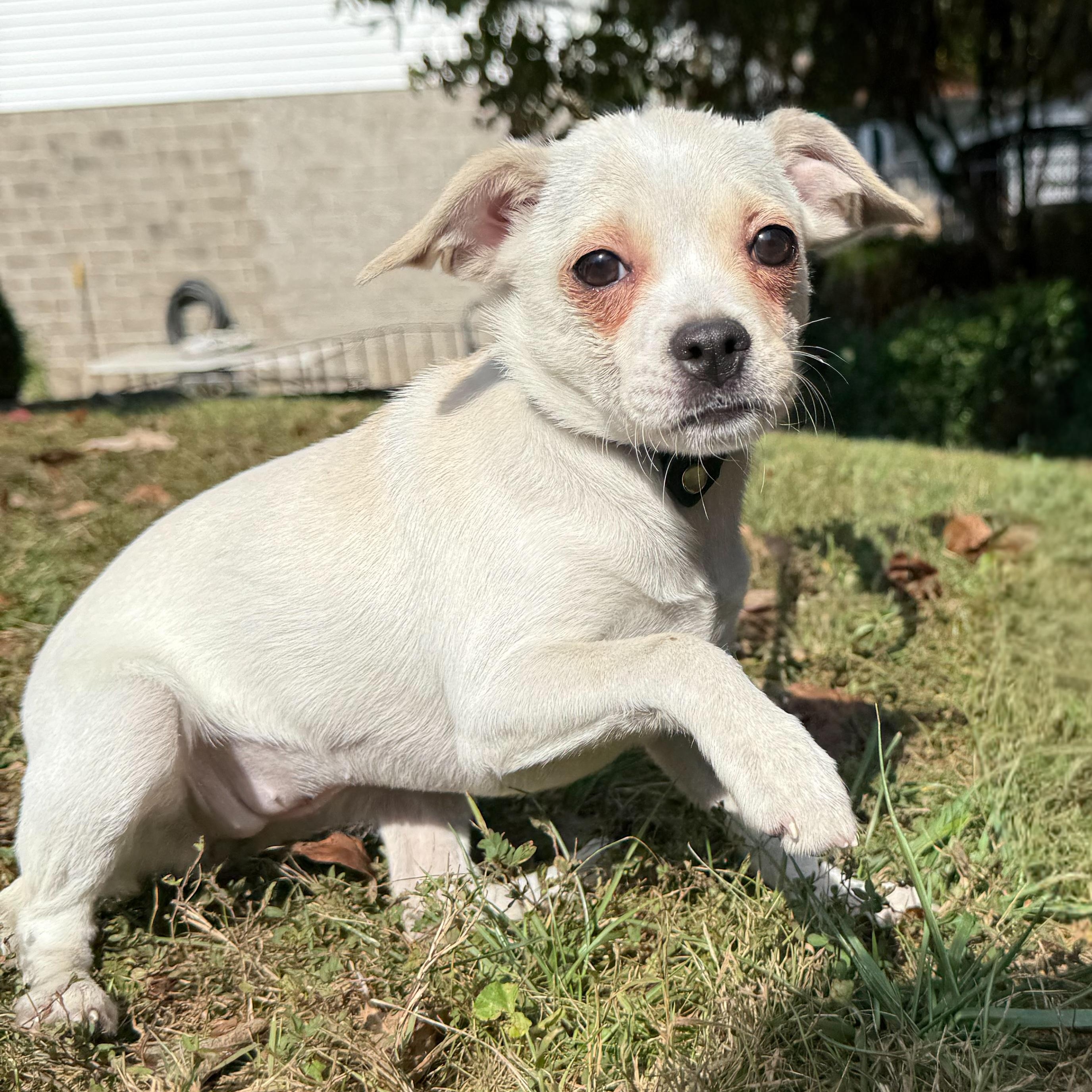 Dog for adoption - Winter Fresh, a Chihuahua & Boston Terrier Mix in ...