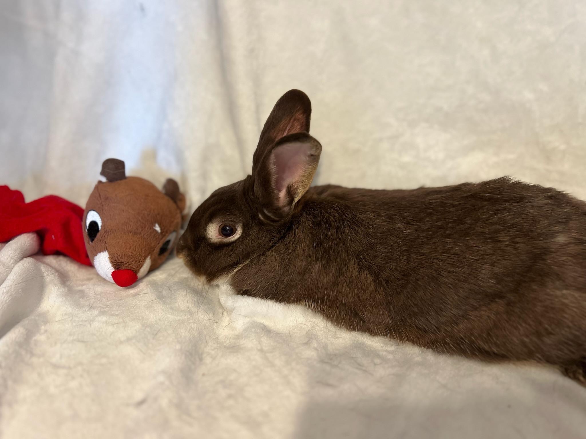 Rabbit for adoption - Ranger, a Bunny Rabbit in Norwalk, CT | Petfinder