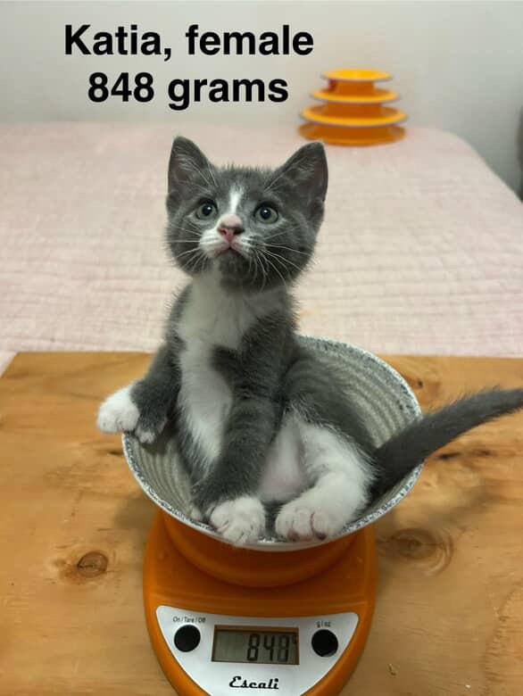 Cat for adoption - Katia, an Extra-Toes Cat / Hemingway Polydactyl ...