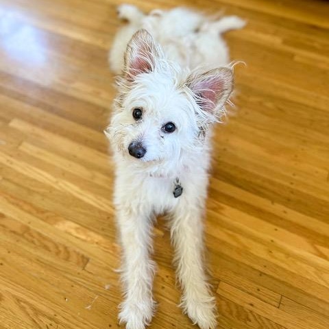 Dog for adoption - Baxter, a Pomapoo Mix in Portland, OR | Petfinder