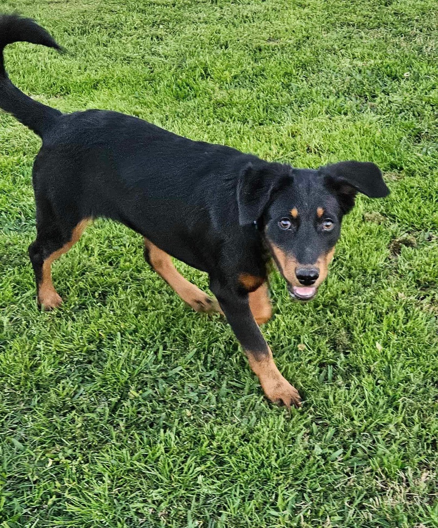 Dog for adoption - Jazz, a Labrador Retriever Mix in Knoxville, TN ...