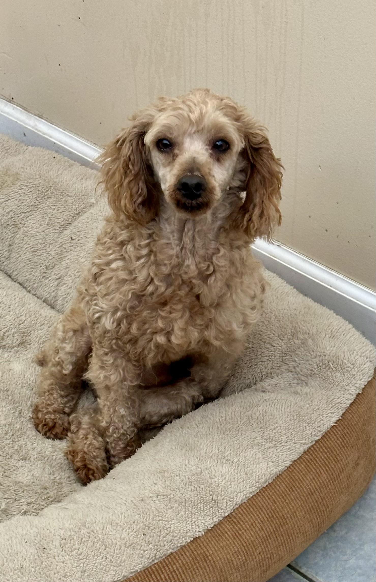 WELL BEHAVED BOY - Adoptable Pet | Petfinder | Petfinder