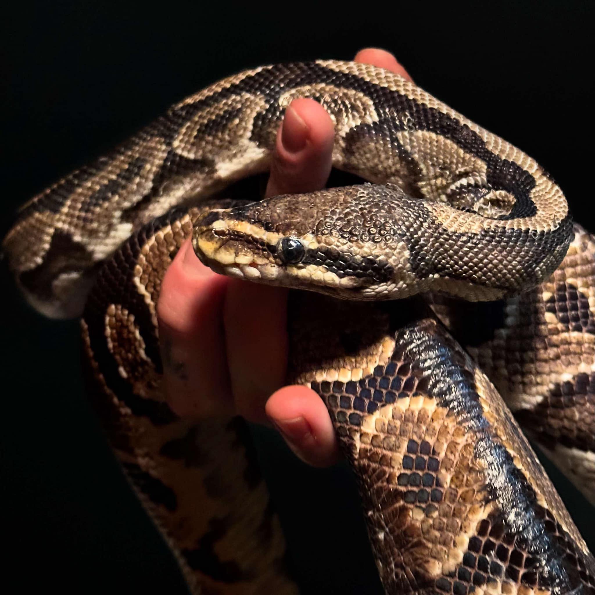 Snake for adoption - Hamburger, a Ball Python in ALBANY, NY | Petfinder