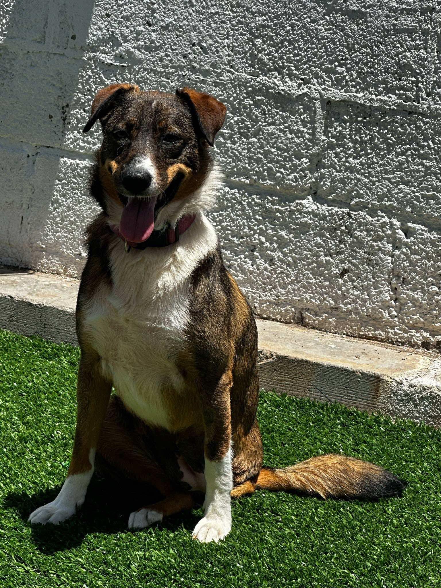 Dog for adoption - Trixie, a Mixed Breed in Puyallup, WA | Petfinder