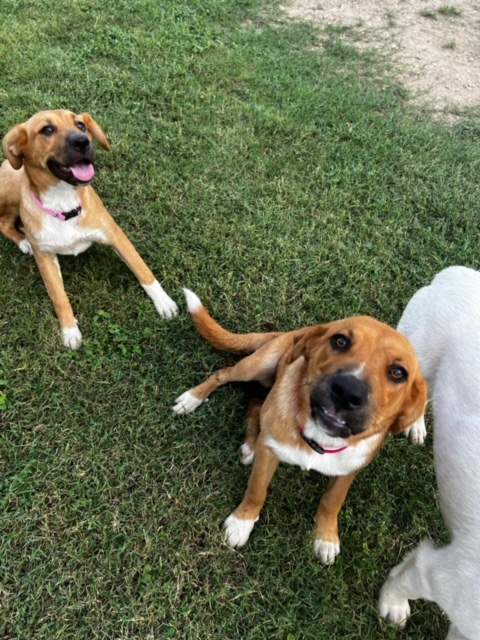 Dog for adoption - Dolly, an American Foxhound & Labrador Retriever Mix ...