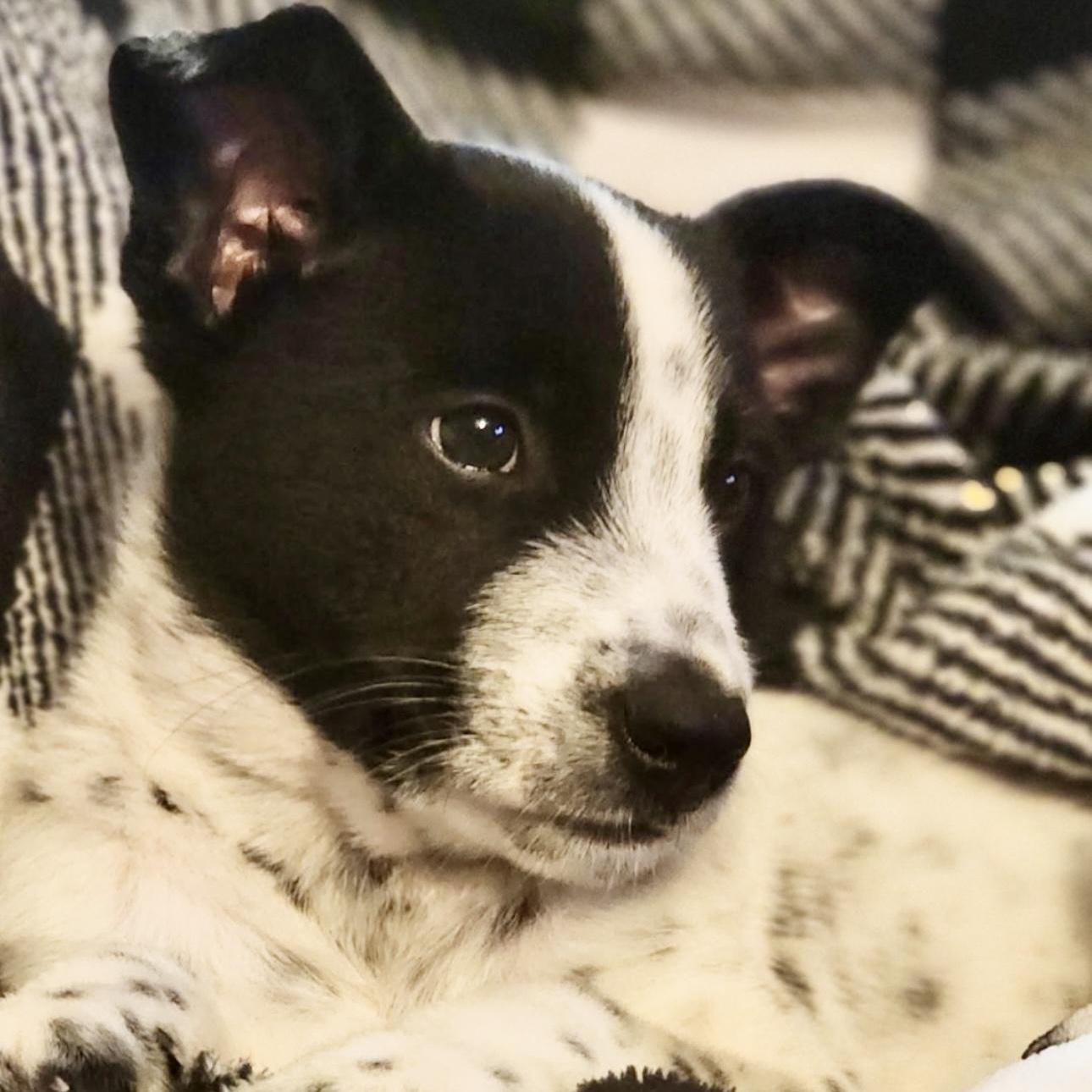 Dog for adoption - Oreo, an Australian Cattle Dog / Blue Heeler in ...