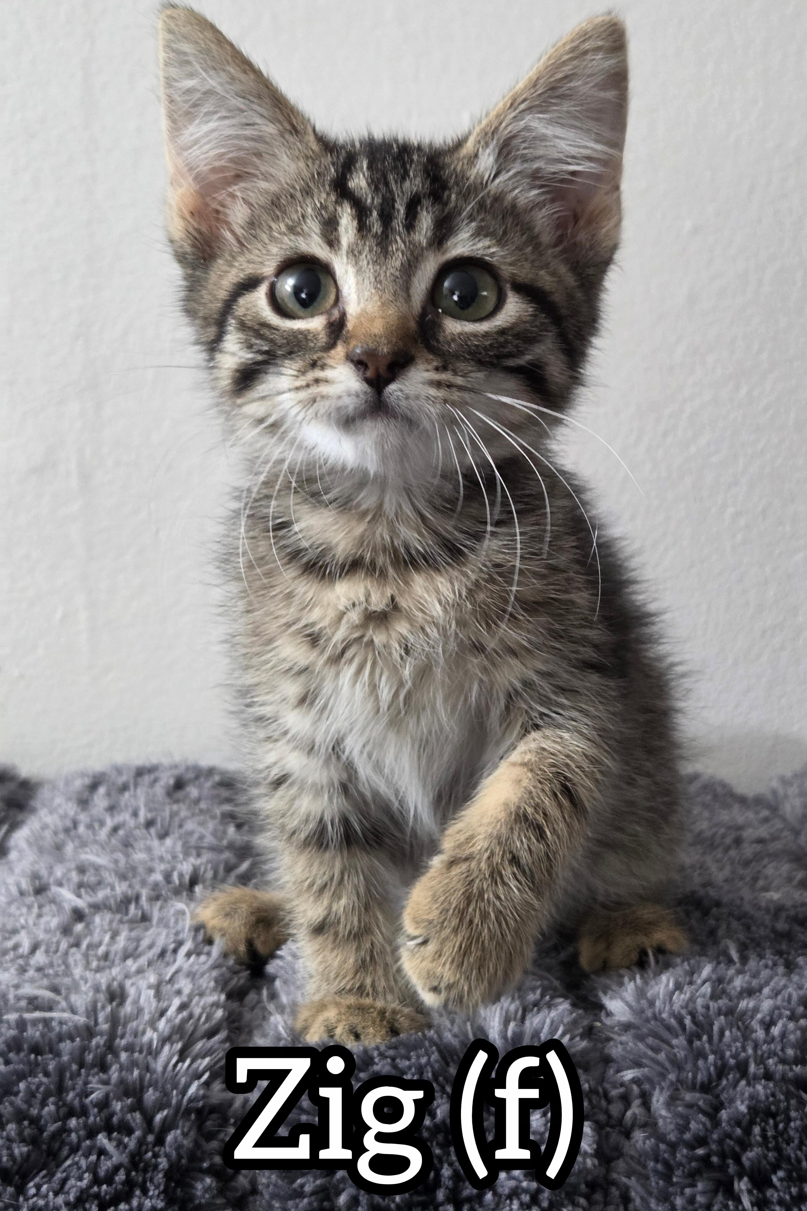 Cat for adoption - Pre-Adoption: Zig, a Domestic Short Hair in ...