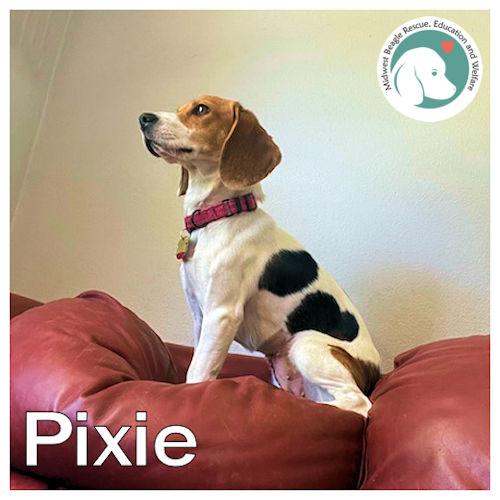 Dog for adoption - Pixie, a Beagle in Wadsworth, IL | Petfinder