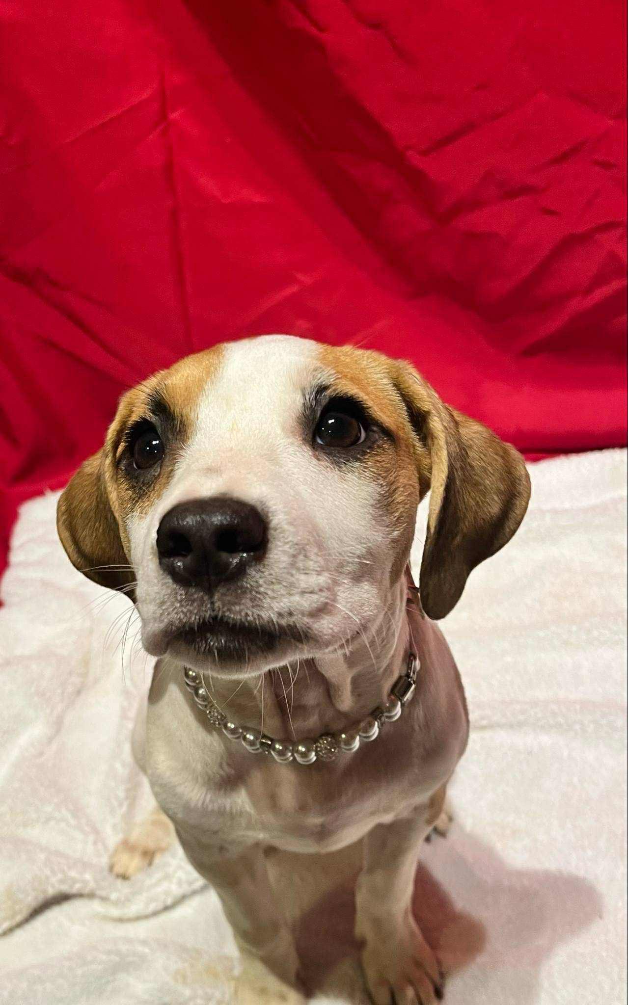 Dog for adoption - Delilah June (20250606-08), a Boxer & Beagle Mix in ...