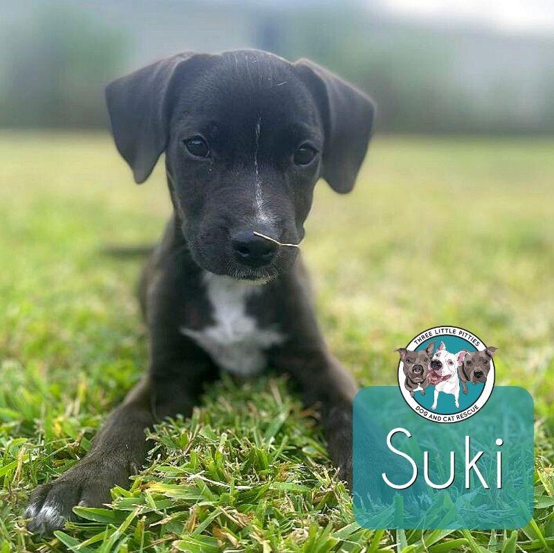 Dog for adoption - Suki the sweet adorable boy, a Pit Bull Terrier ...