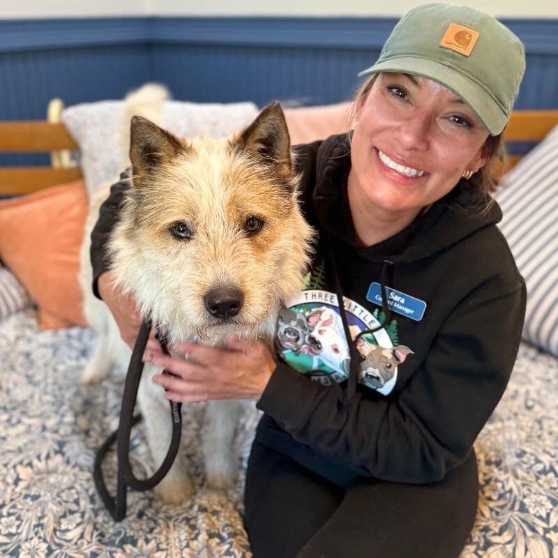 Dog for adoption - Scout, a Cairn Terrier in Provo, UT | Petfinder