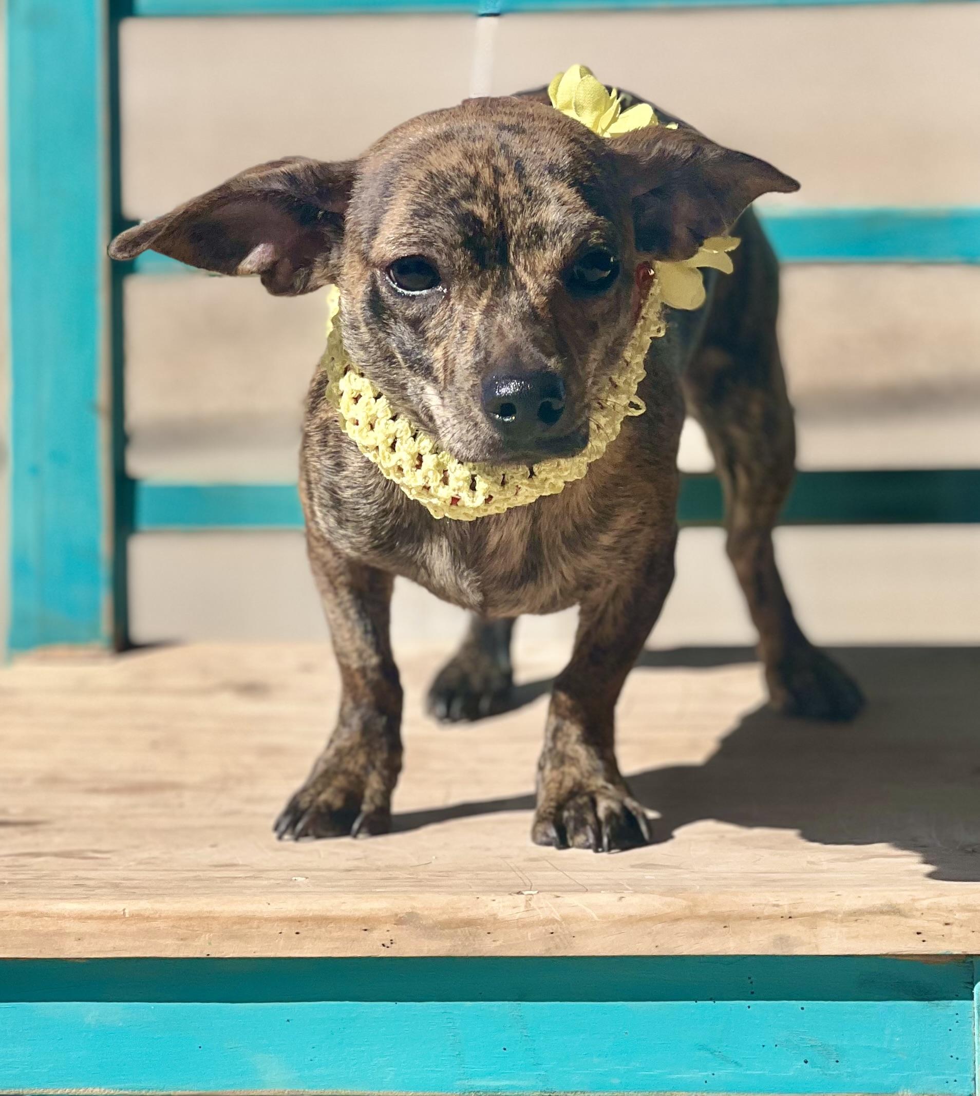 Dog for adoption - Winnie, a Chiweenie Mix in Boise , ID | Petfinder
