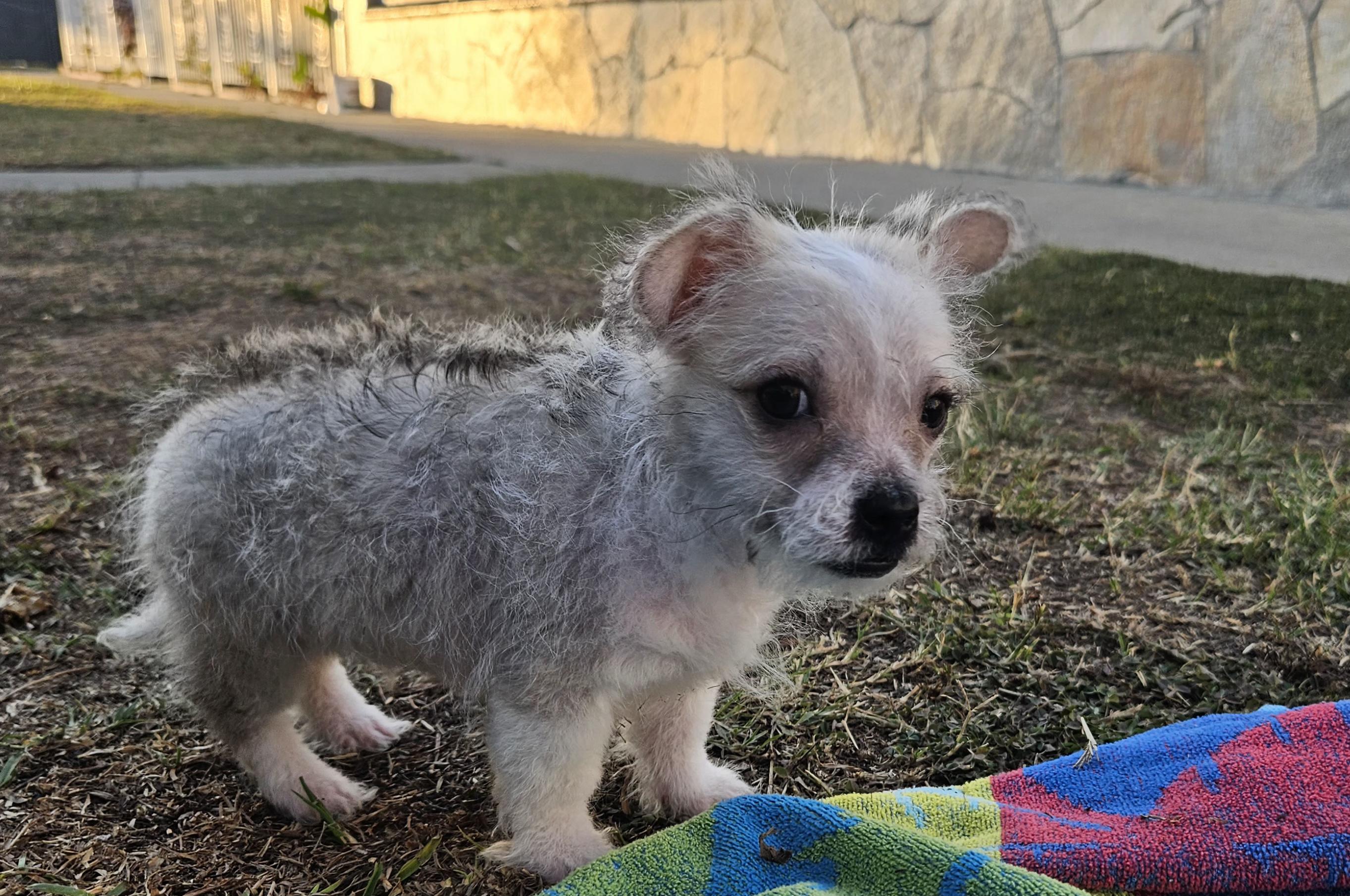 Dog for adoption - Carlitos, a Maltese & Terrier Mix in Los Angeles, CA ...