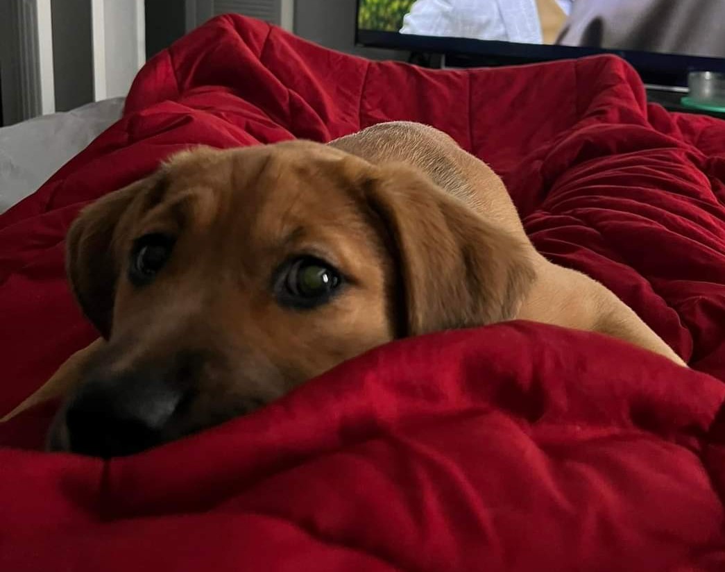 Dog for adoption - Jericho, a Yellow Labrador Retriever & German ...