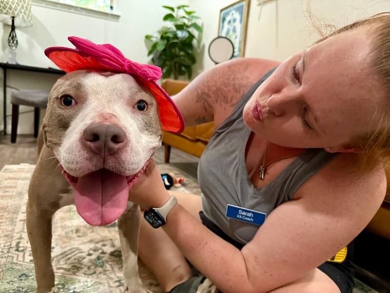 Dog for adoption - Capri Sun so sweet baby girly pop, a Pit Bull ...