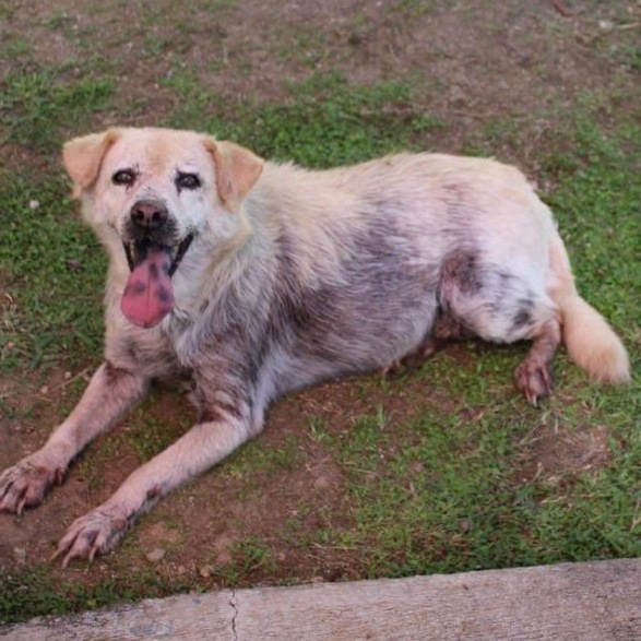 Dog for adoption - Megara, a Mixed Breed in Baltimore, MD | Petfinder