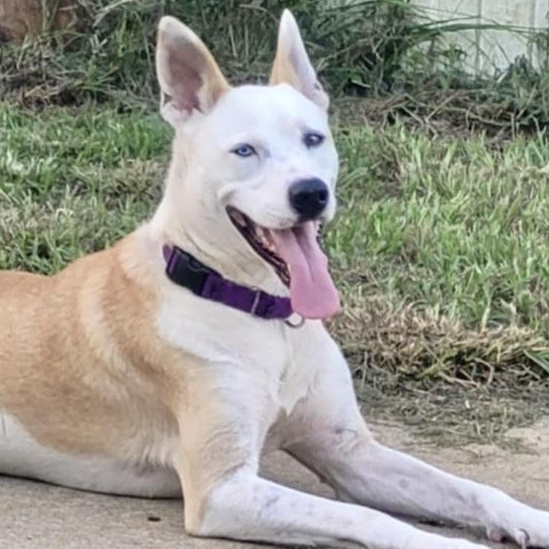 Salt Lake County Animal Services in Salt Lake City, UT