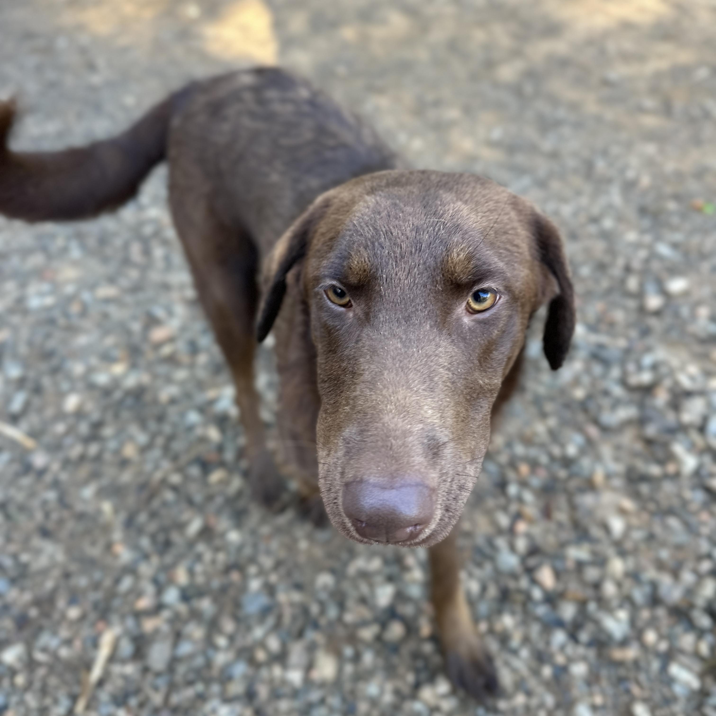 Dog for adoption - Slim, a Chocolate Labrador Retriever Mix in Stowe ...