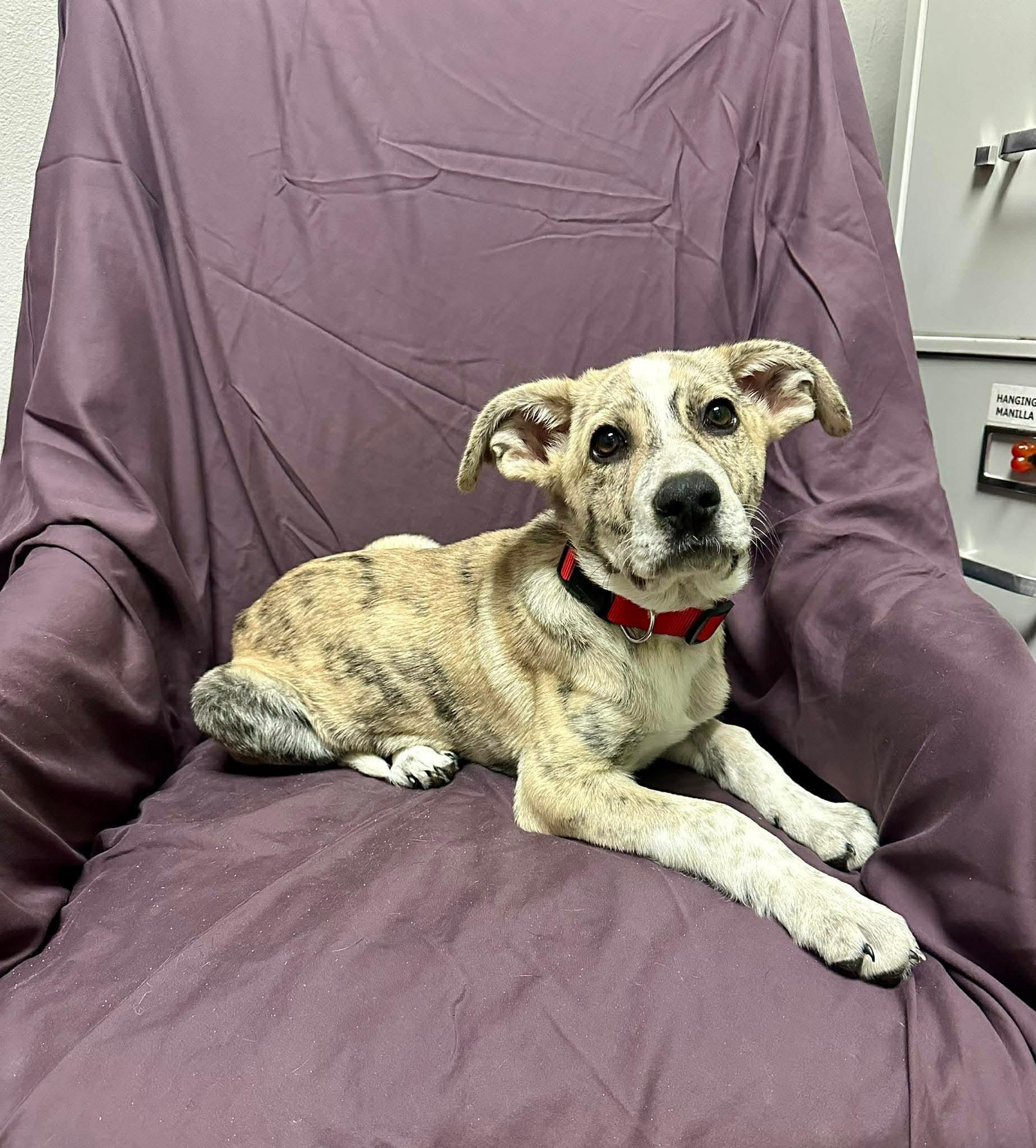 Porky - Adoptable Pet | Petfinder | Petfinder