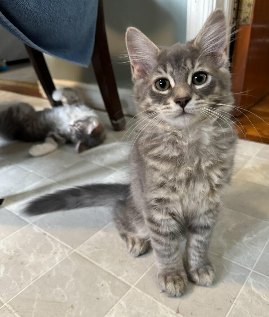 Cat for adoption - Bob (Royal Bob), a Domestic Long Hair in Farmington Hills, MI | Petfinder