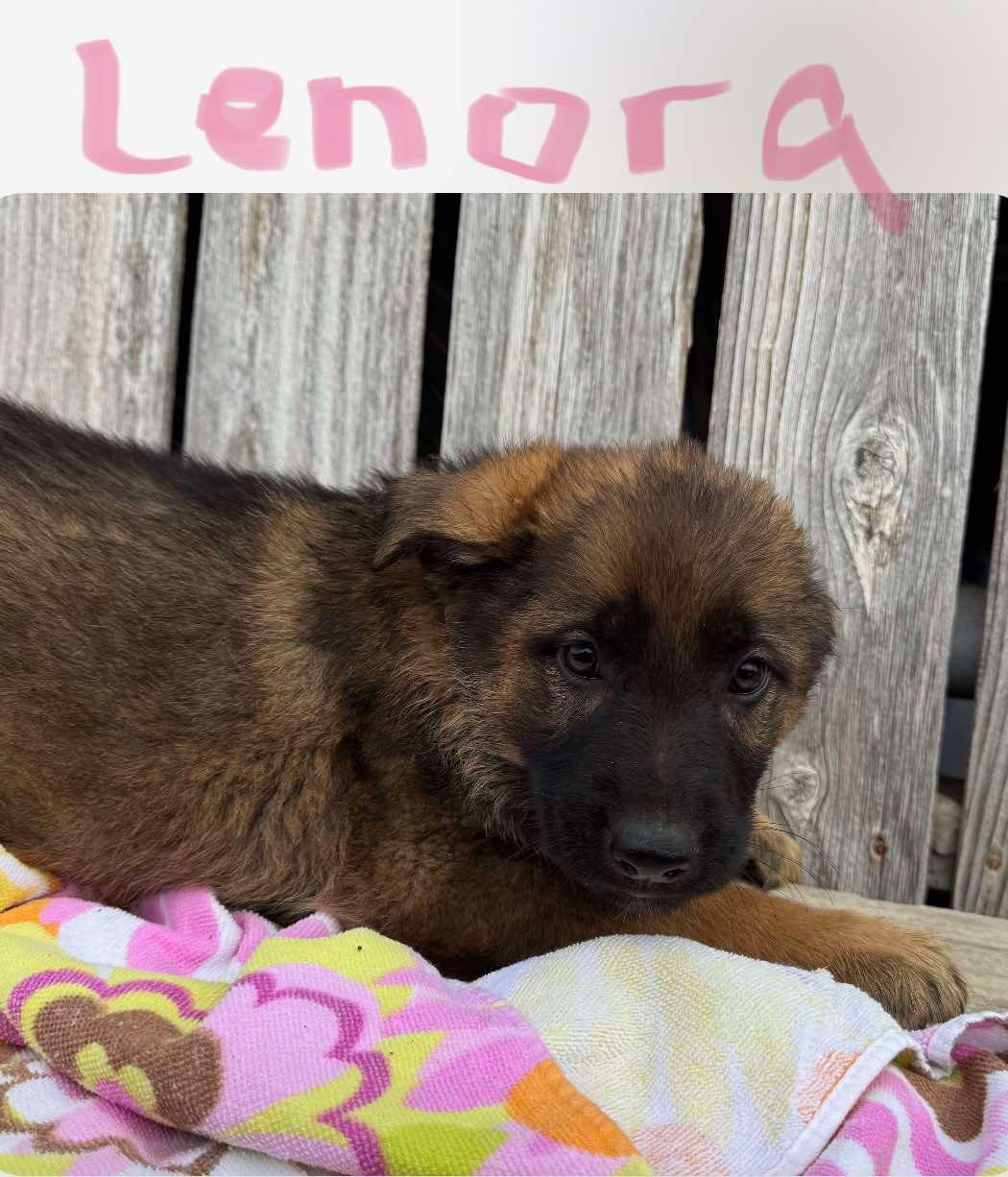 Dog for adoption - 5 German Shepherds!!, a German Shepherd Dog in ...