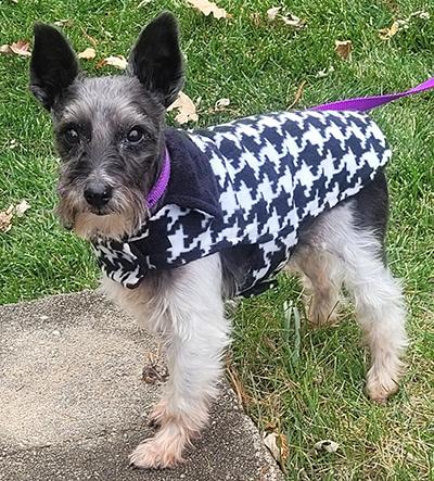 Dog for adoption - Toby-Adopted, a Miniature Schnauzer in Miamisburg ...