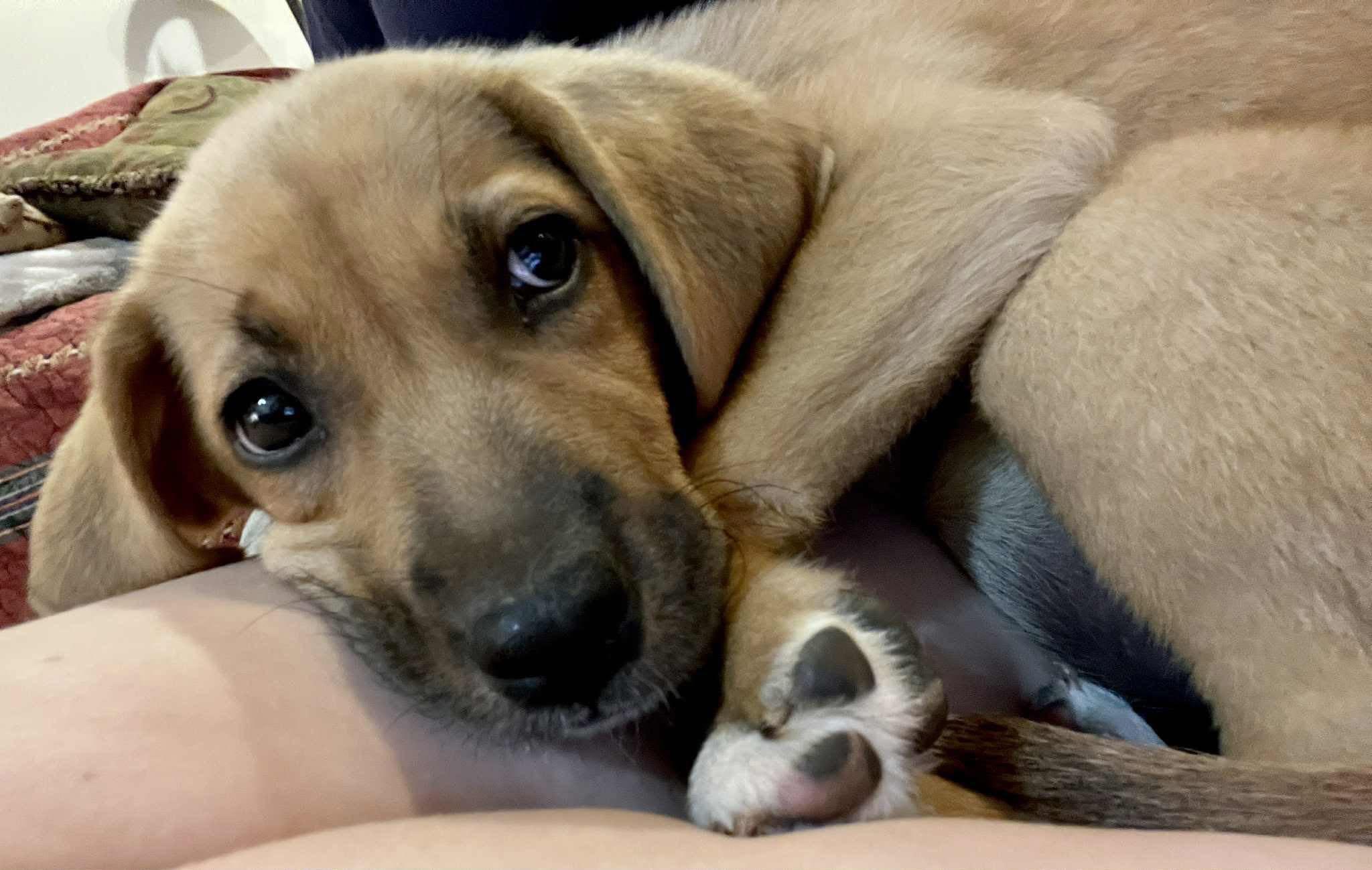 Dog for adoption - Wendy, a Labrador Retriever Mix in Fairfax, VA | Petfinder