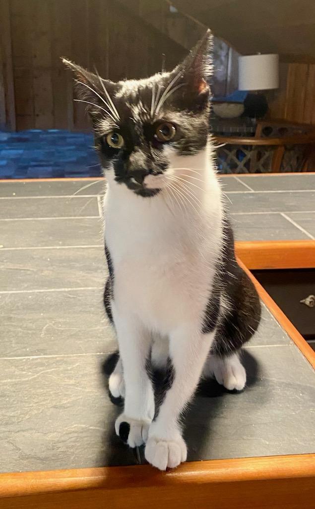Cat for adoption - Oreo - Friendly & Outgoing Kitten!, a Domestic Short ...