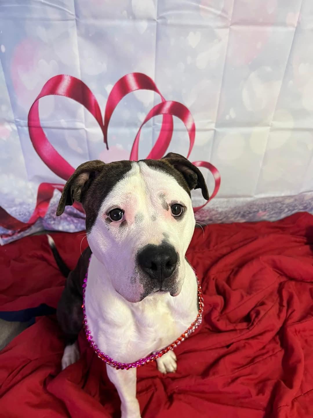 Dog for adoption - Stiles, a Mixed Breed in Elmira, NY | Petfinder