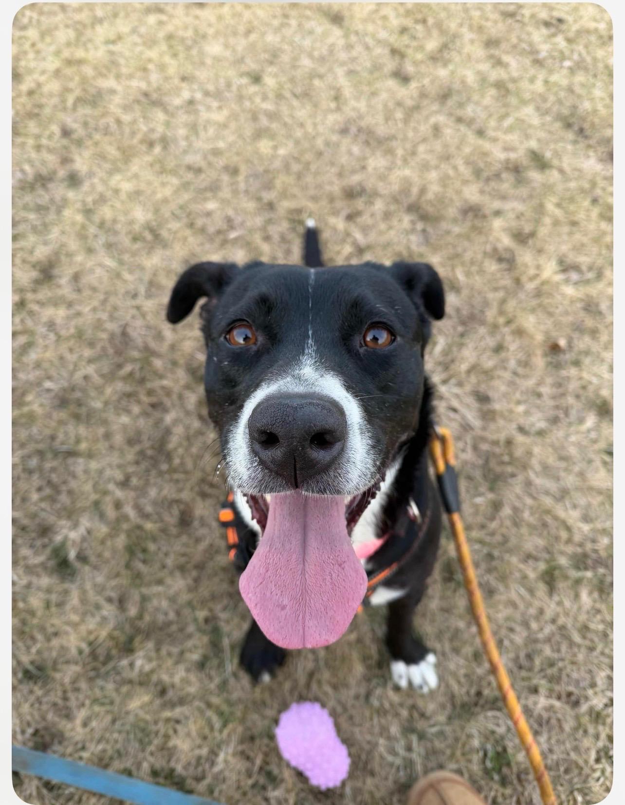 Penelope - Adoptable Pet | Petfinder | Petfinder