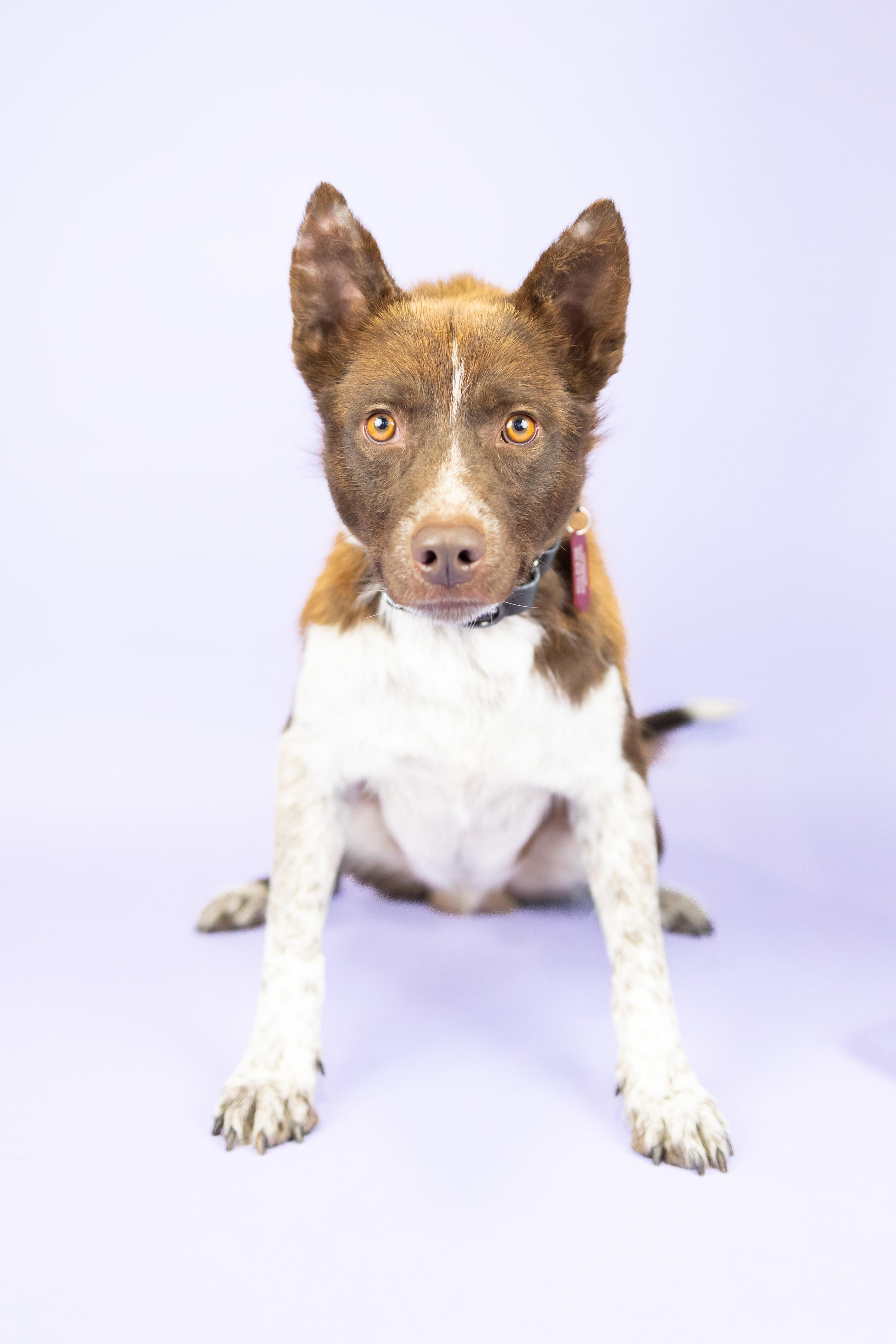 Dog for adoption - Pascal, a Border Collie Mix in Portland, OR | Petfinder