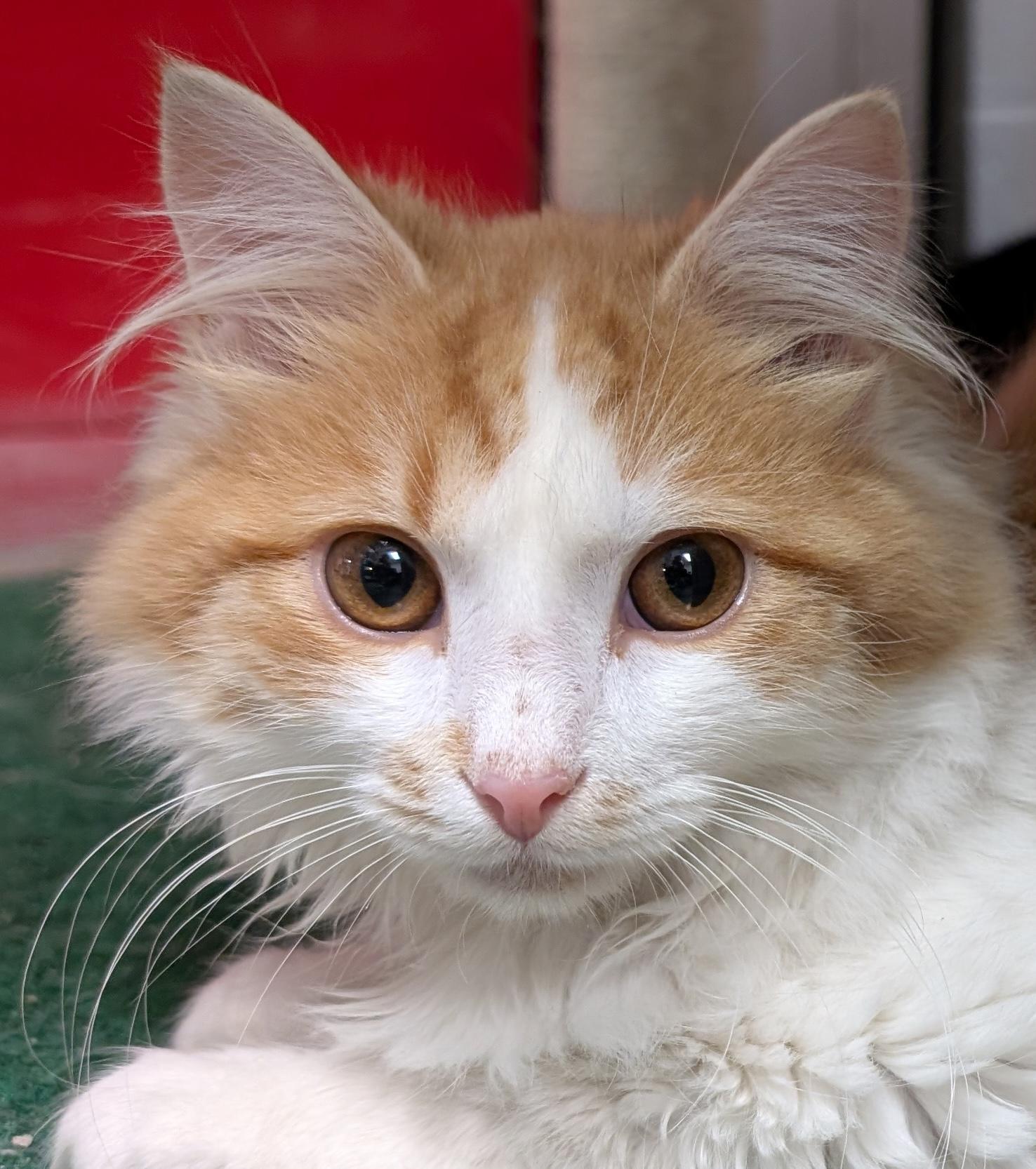 Available Cats and Kittens - Johnston County Animal Protection League ...