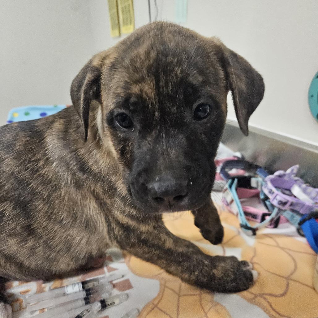 Fajita - Adoptable Pet | Petfinder | Petfinder