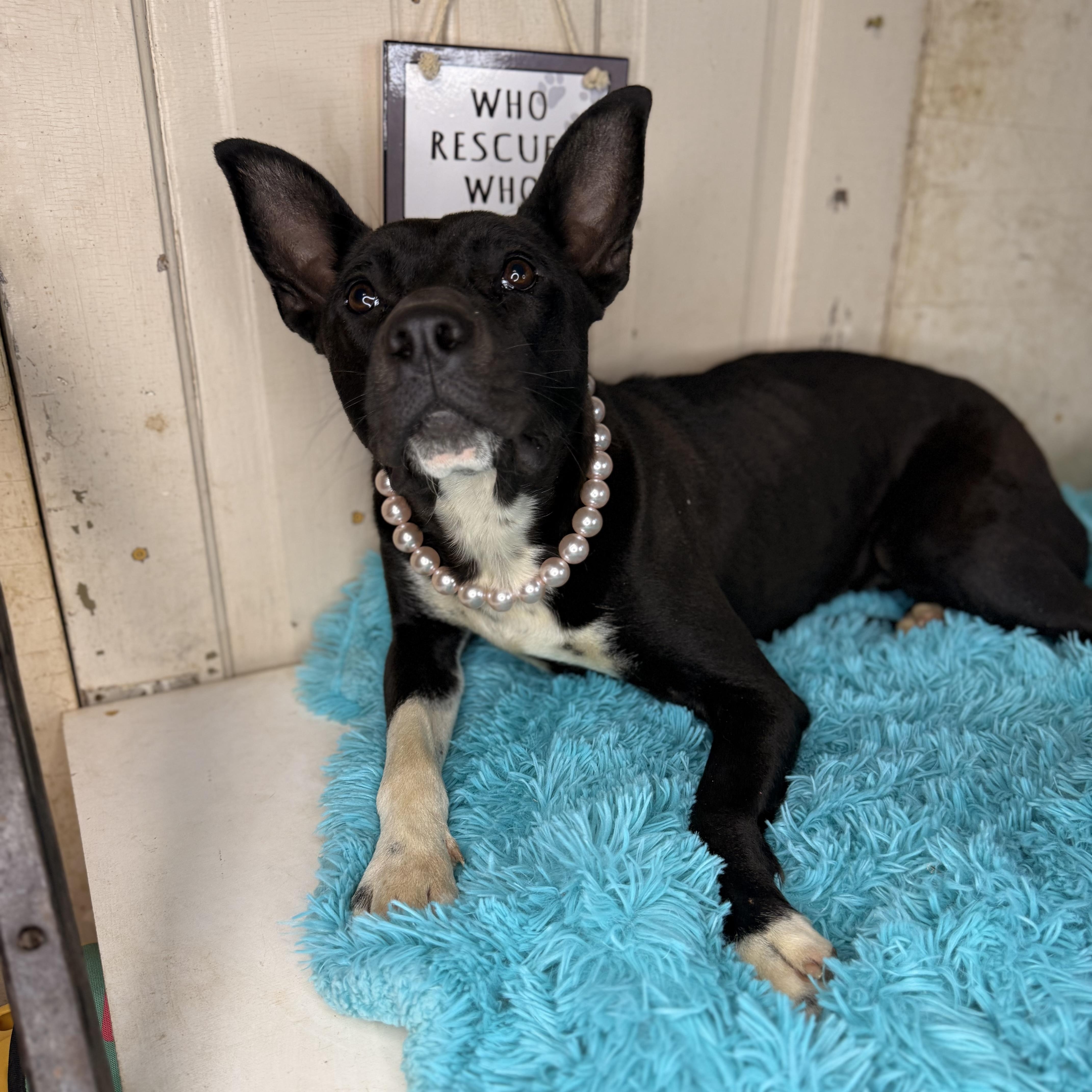 Dog for adoption - Dixie Mae, a Belgian Shepherd / Malinois & Pit Bull ...