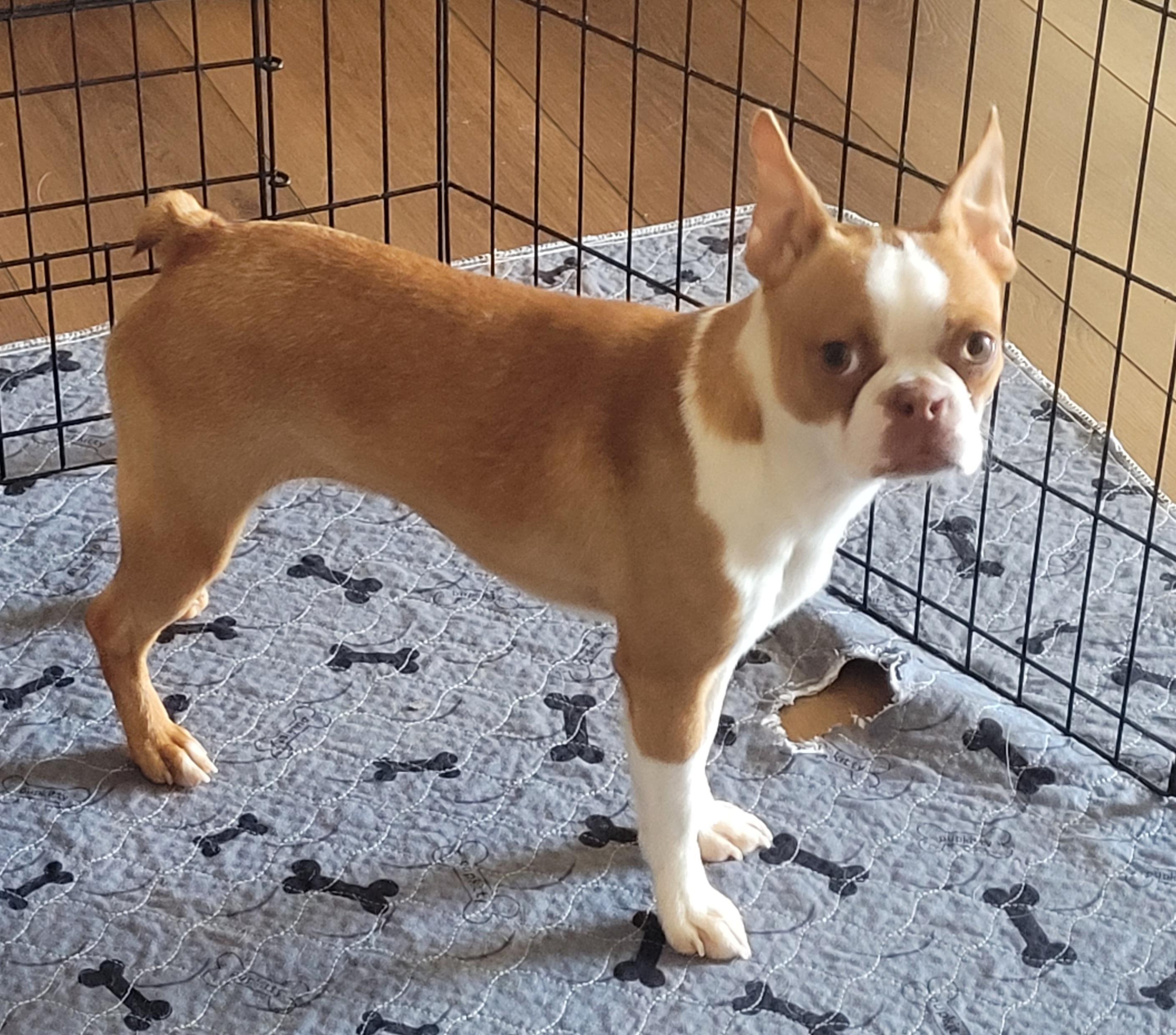 Dog for adoption - Halie, a Boston Terrier in Clarksburg, MD | Petfinder