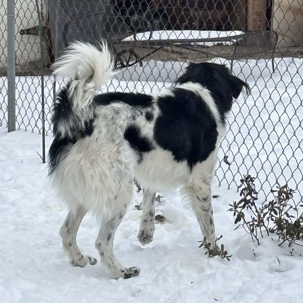Luna - Adoptable Pet | Petfinder | Petfinder