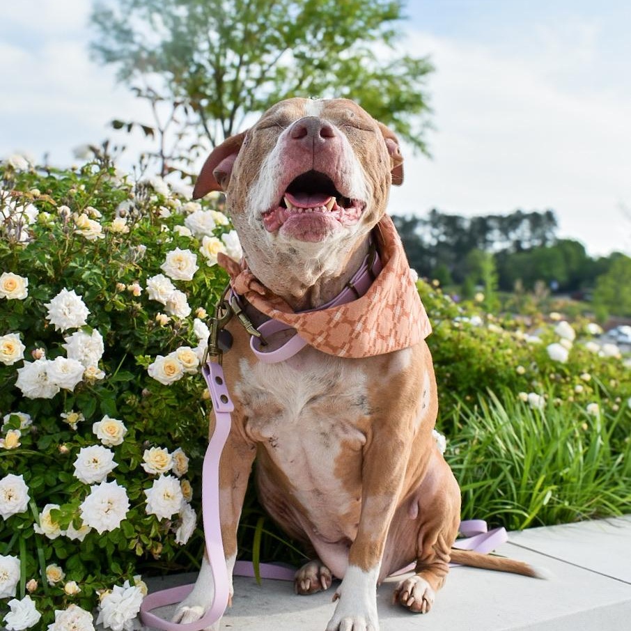 Dog for adoption - Allie, a Mixed Breed in Greer, SC | Petfinder