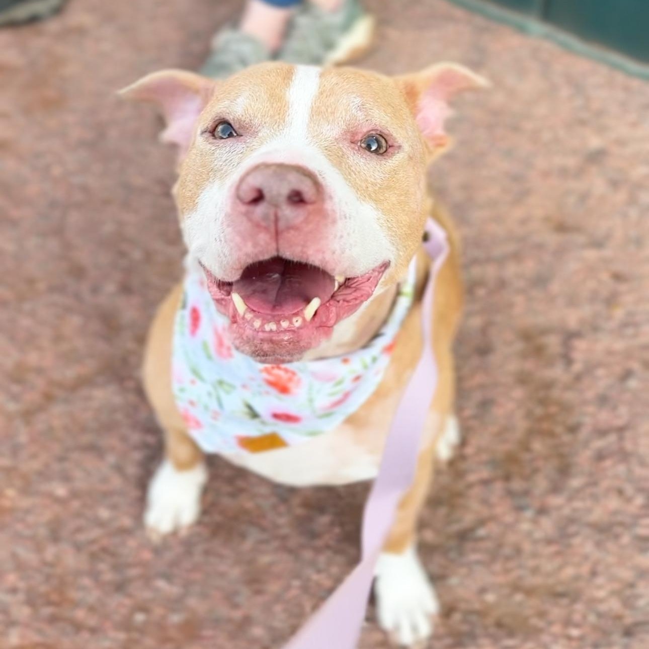 Dog for adoption - Allie, a Mixed Breed in Greer, SC | Petfinder