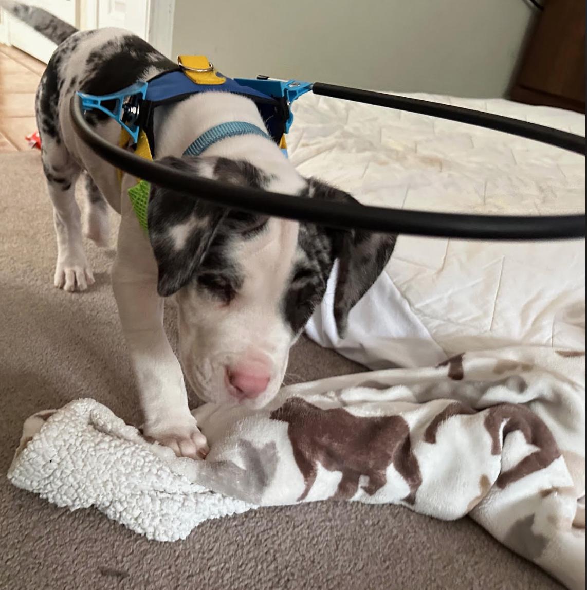 Dog for adoption - Chico, a Great Dane Mix in Pine Beach, NJ | Petfinder