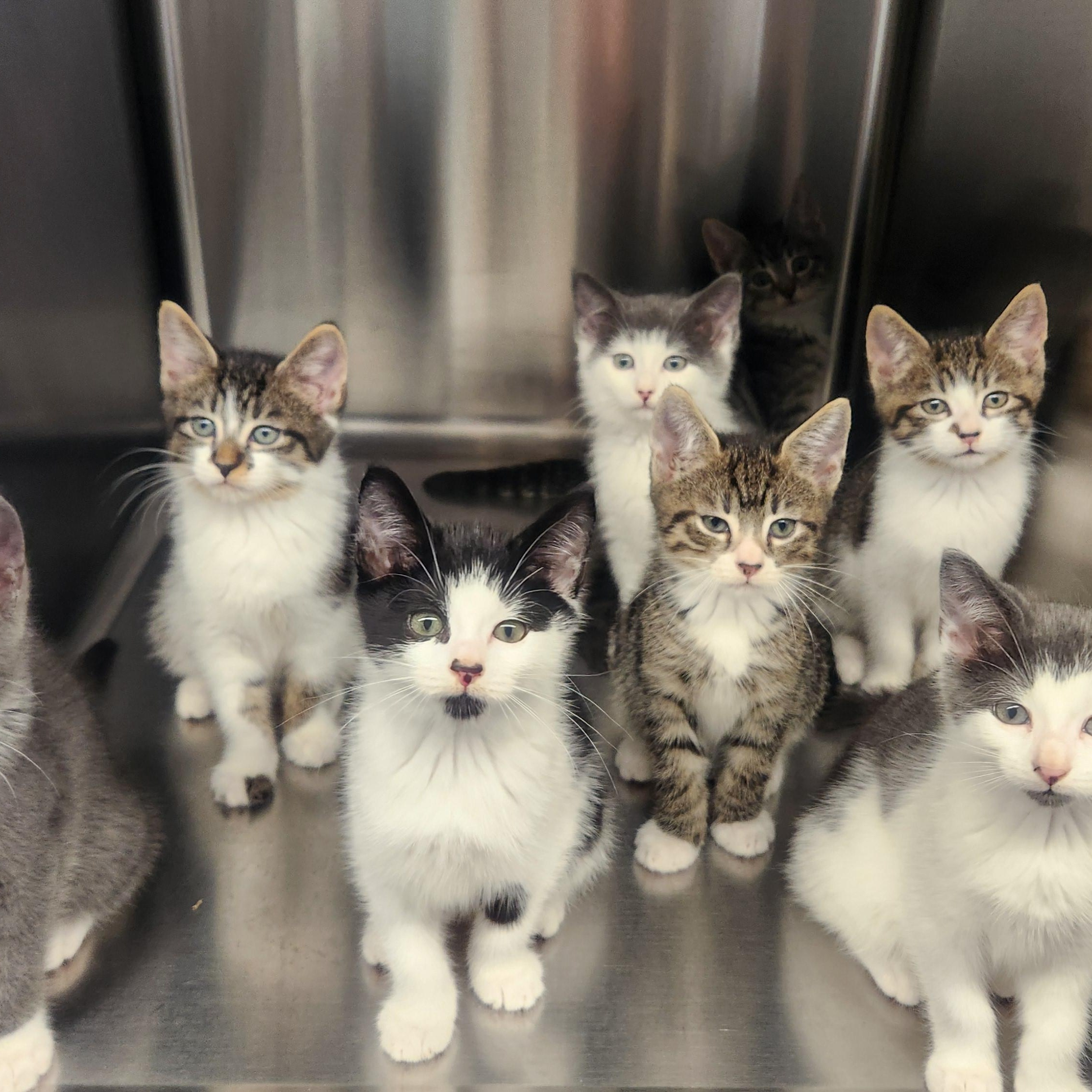 Available Cats for Adoption | Scruffy Paws Animal Rescue RI