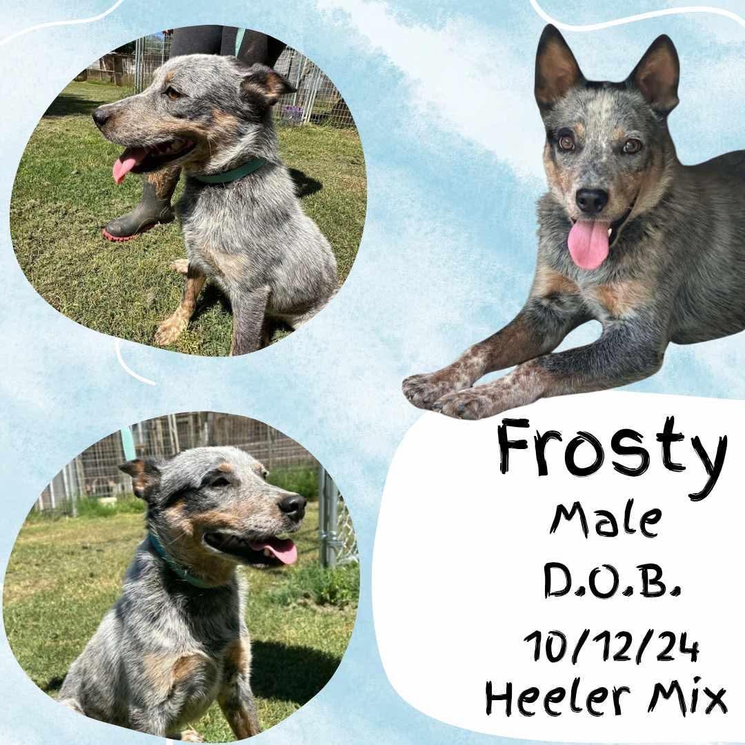 Dog for adoption - Frosty, an Australian Cattle Dog / Blue Heeler in ...