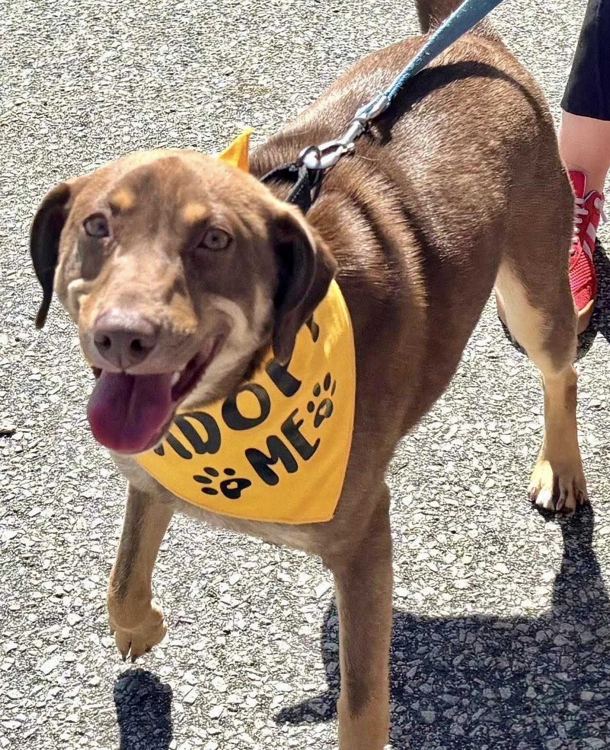 Dog for adoption - Krusty Rusty, a Mixed Breed in Pembroke, MA | Petfinder