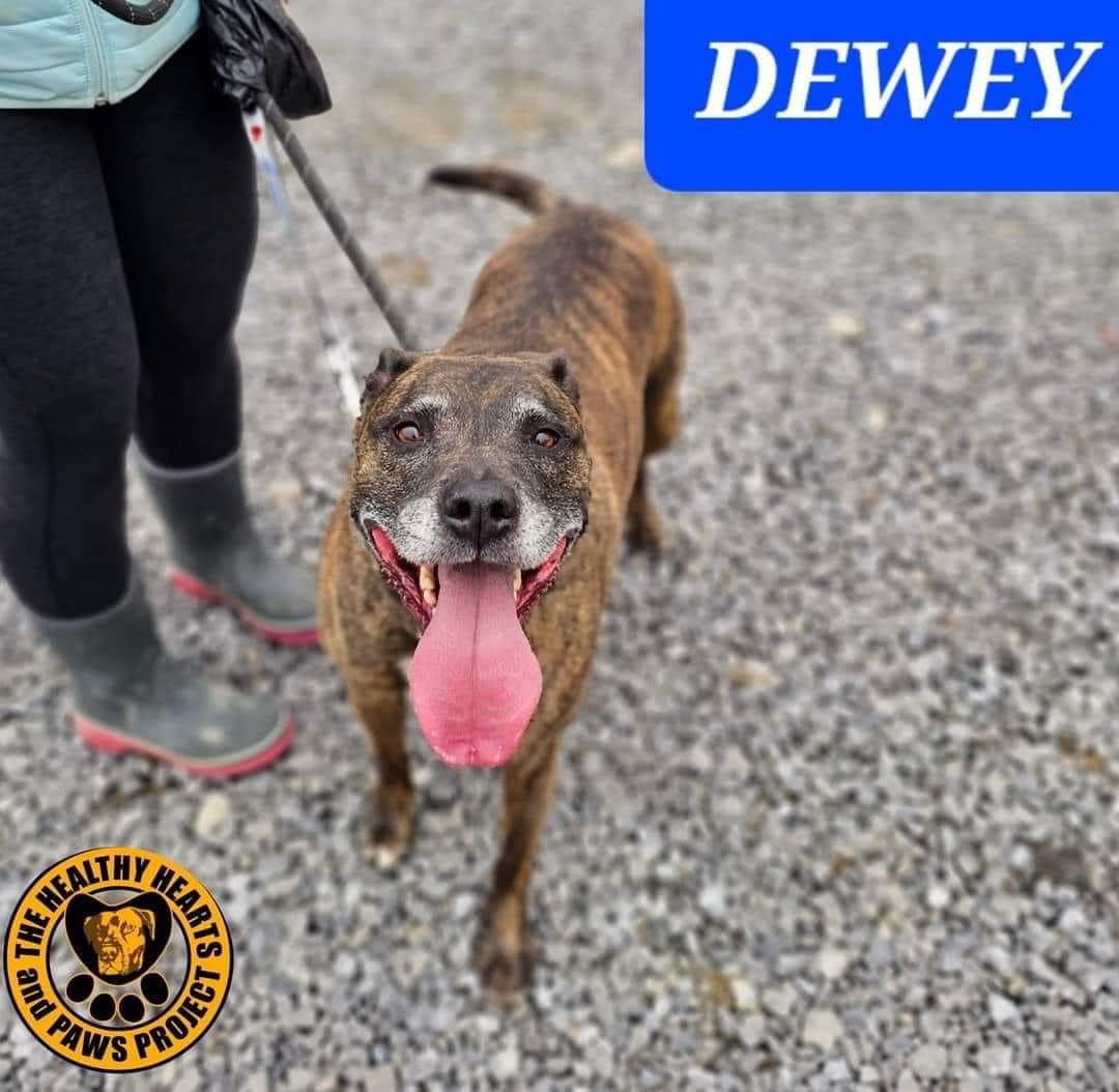 Dog for adoption - Dewey, a Terrier in Warren, OH | Petfinder