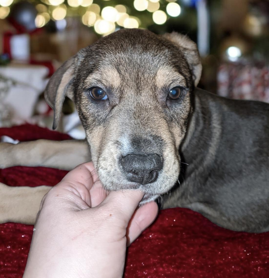 Dog for adoption - Toby, a Mixed Breed in Toms River, NJ | Petfinder