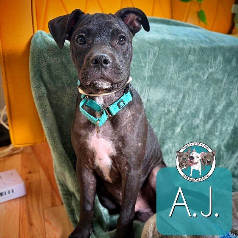 Dog for adoption - AJ Delgado, a Pit Bull Terrier & Black Labrador ...