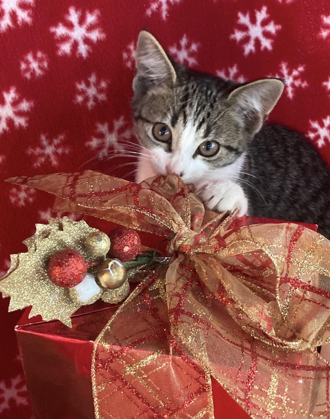 Cat for adoption - Joley, an American Shorthair in Worcester, MA ...