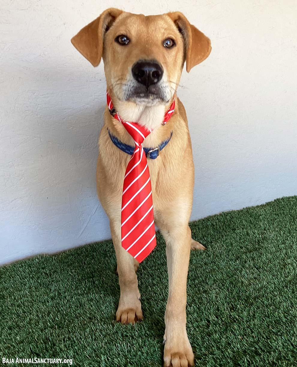 Dog for adoption - Caleb, a Labrador Retriever & Carolina Dog Mix in ...