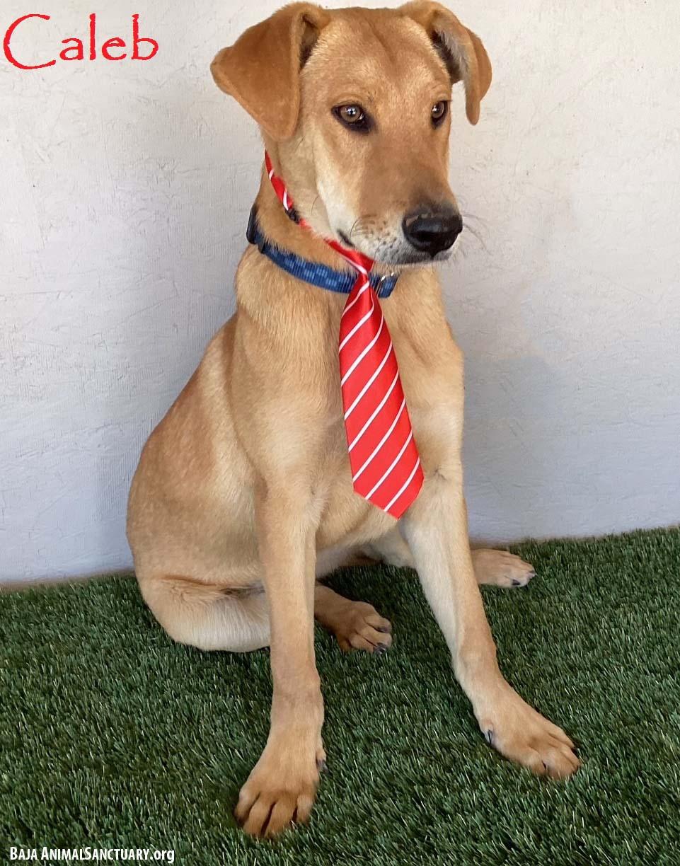 Dog for adoption - Caleb, a Labrador Retriever & Carolina Dog Mix in ...