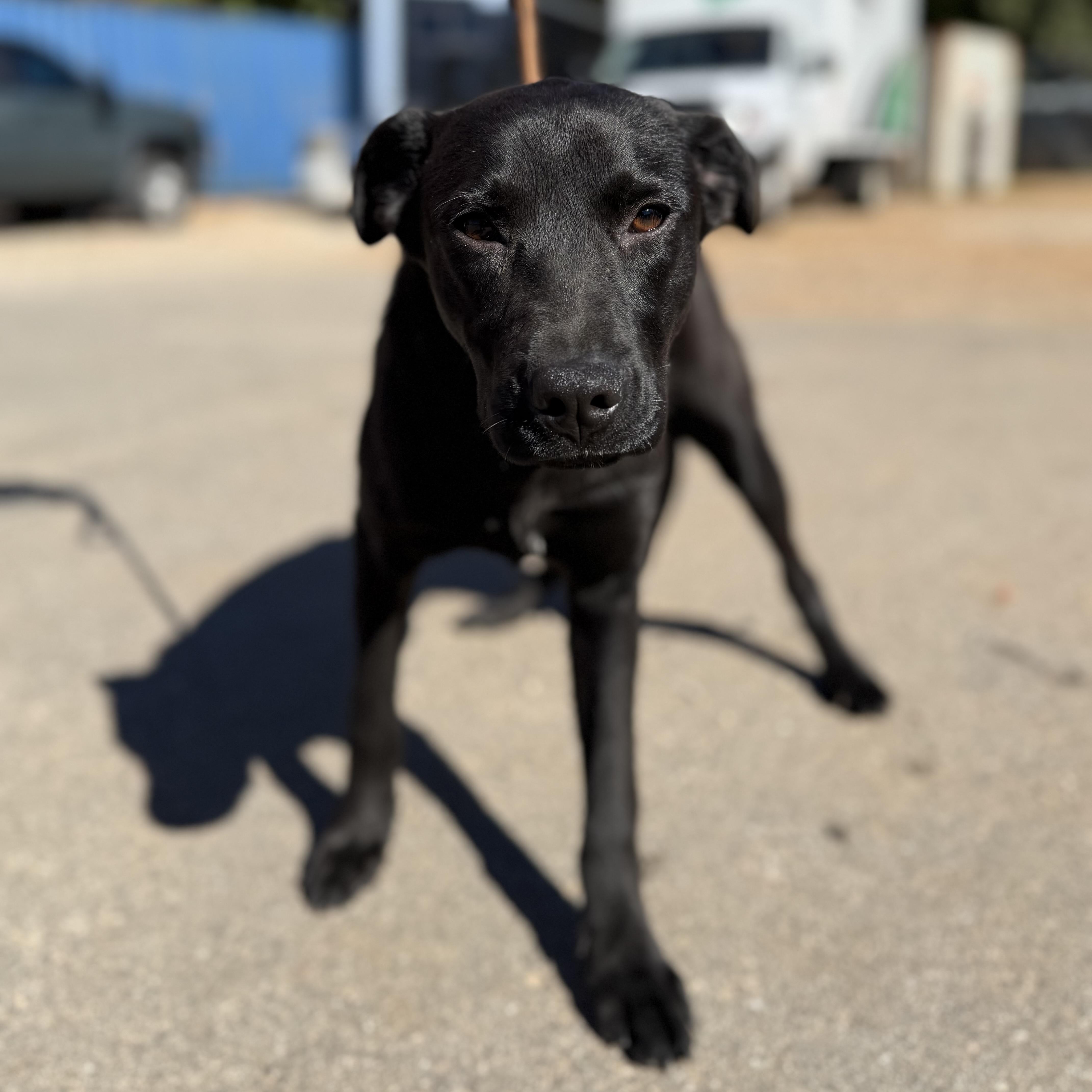 Dog for adoption - Black Beans, a Black Labrador Retriever Mix in ...